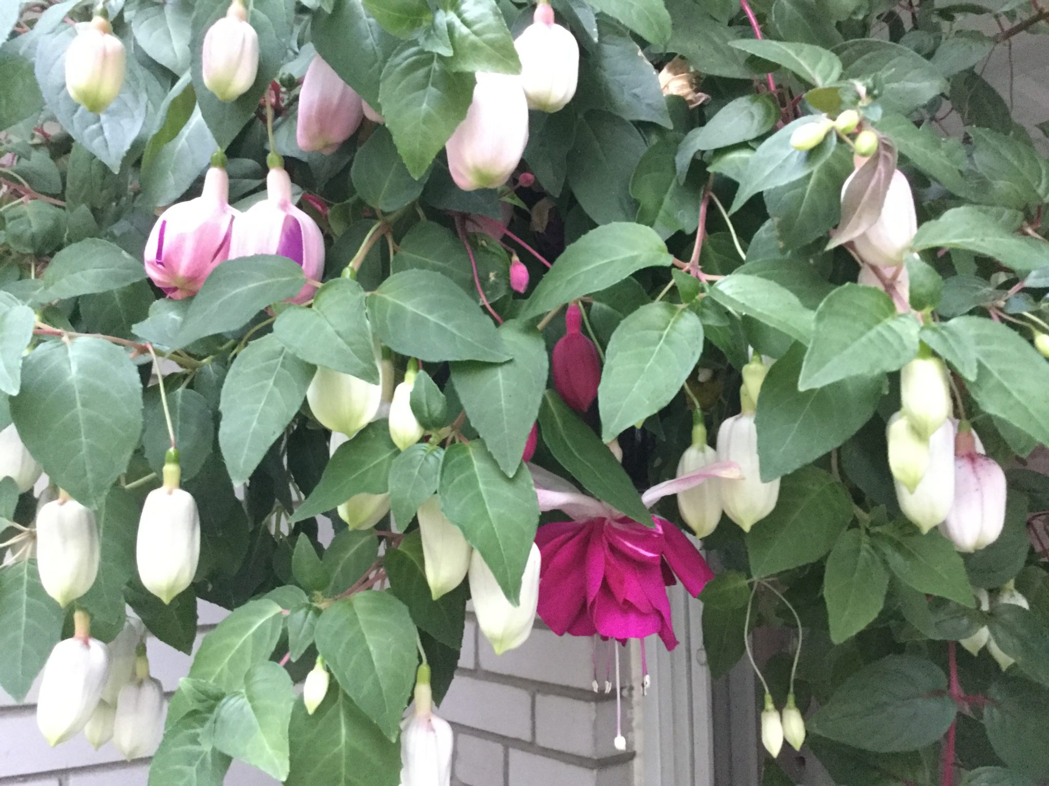 Fuchsia – GPFSO – Geranium, Pelargonium & Fuchsia Society Of Ontario